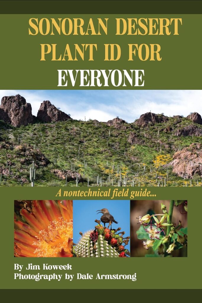 The Sonoran Desert | Explore Sonora